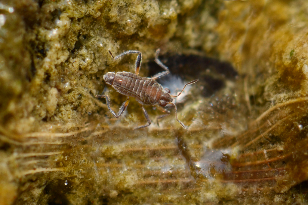 Microvelia pulchella from Black Hawk County, IA, USA on September 06 ...