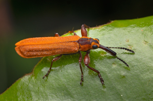Observaciones de lily_kumpe · iNaturalist Mexico