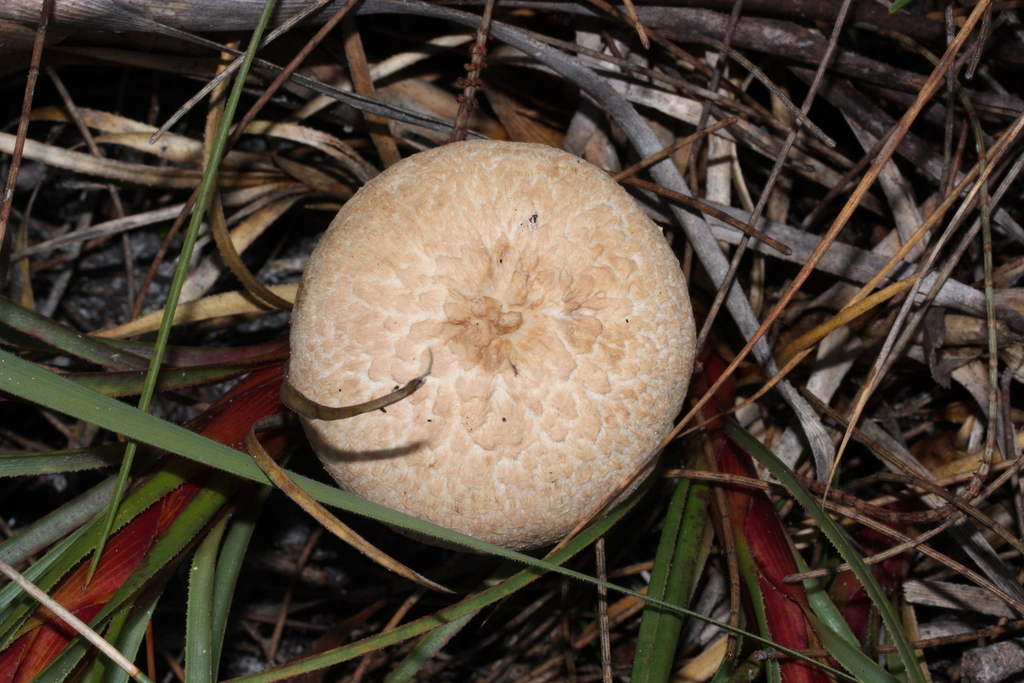 Boletellus ananiceps from Walmsley WA 6330, Australia on June 4, 2014 ...
