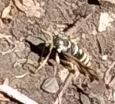 Fireweed Clearwing Moth from Gunnison County, CO, USA on July 17, 2022 ...