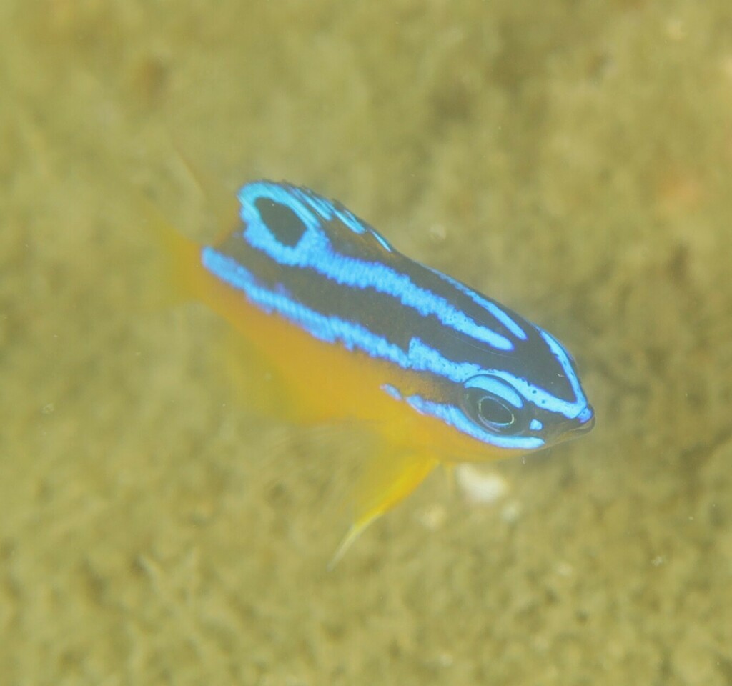 Immaculate Damsel from Sydney NSW, Australia on September 07, 2024 at ...