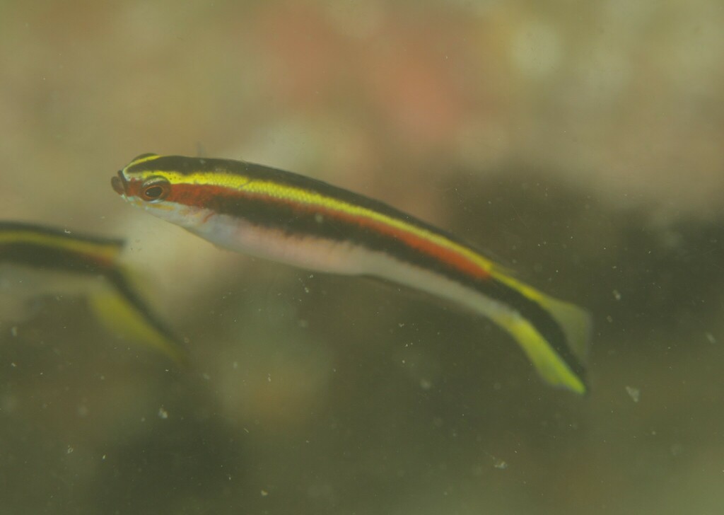 Eastern Hulafish from Sydney NSW, Australia on September 7, 2024 at 11: ...