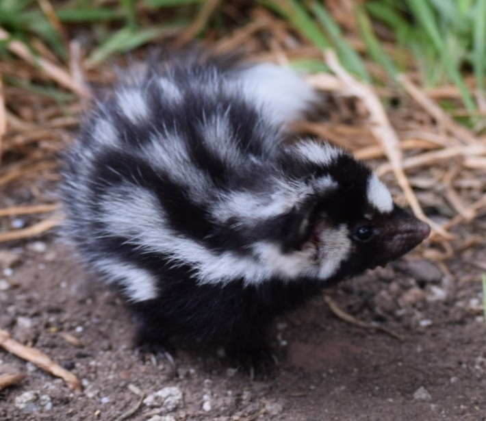 Western Spotted Skunk from Santa Cruz Bombatevi, Méx., México on ...