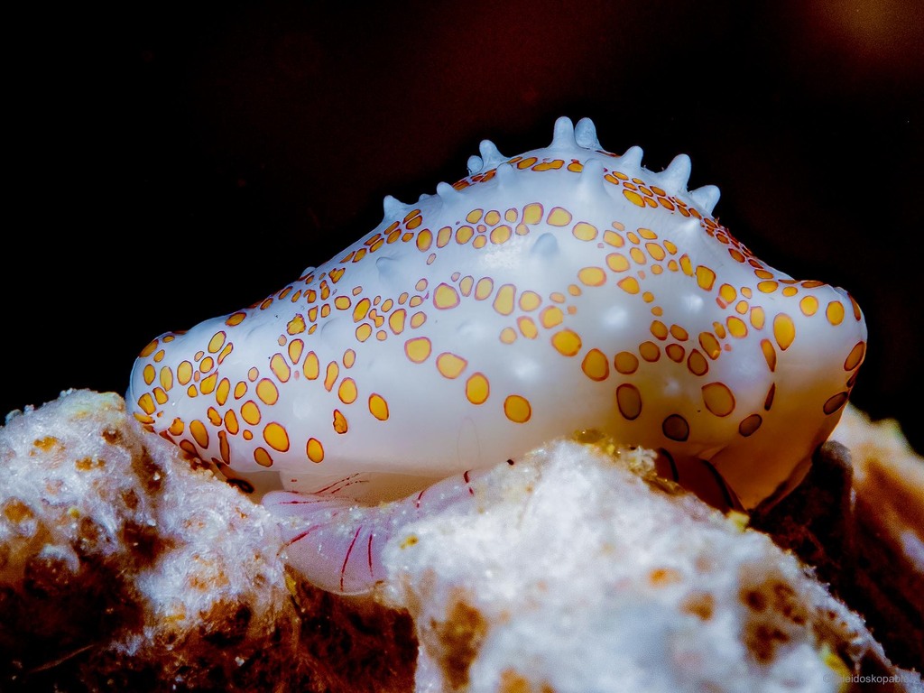 Diminovula concinna from Romblon Island, Philippines on August 26, 2024 ...