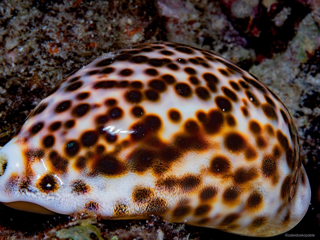 Tiger Cowry from Romblon Pass, Philippines on August 25, 2024 at 03:40 ...
