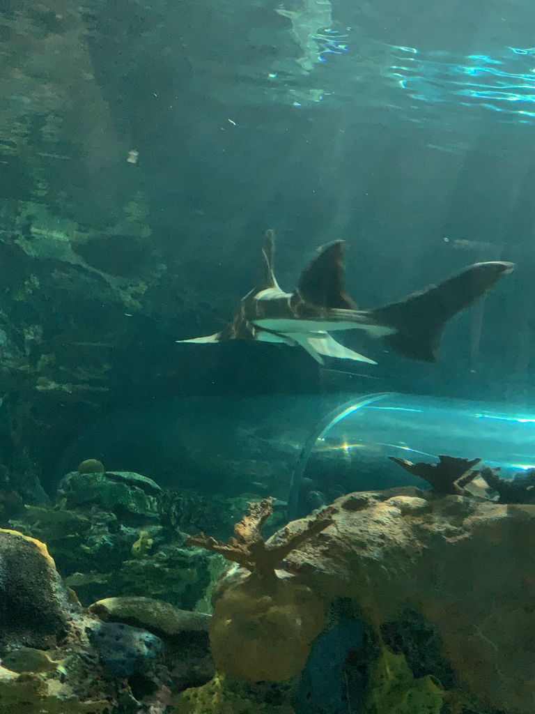 Sand Tiger Shark from Sevier County, US-TN, US on July 7, 2024 at 12:06 ...