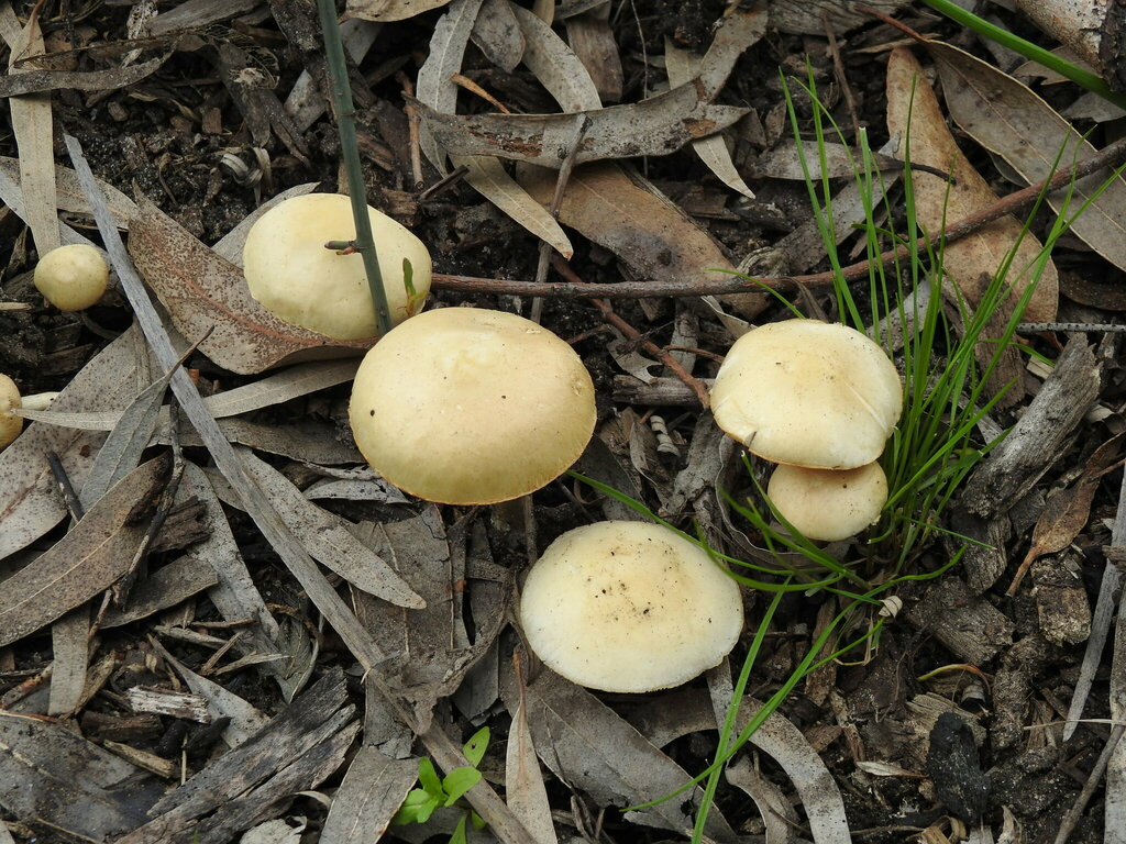 Mulch Fieldcap from Yalukit Willam Nature Reserve, New Street, Brighton ...
