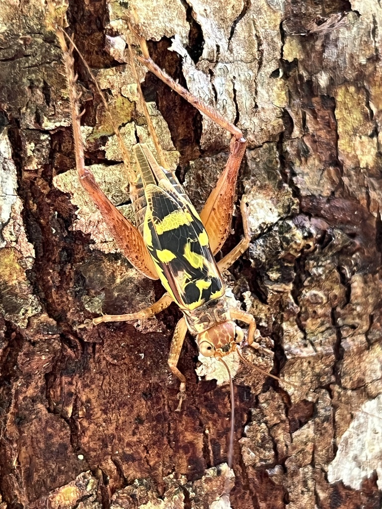 Cardiodactylus guttulus from Hiji, Kunigami, Okinawa, JP on September 7 ...