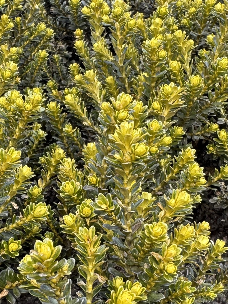Cassinia vauvilliersii from Egmont National Park, Egmont National Park ...