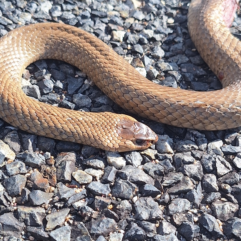 Eastern Brown Snake from Kyoomba QLD 4380, Australia on September 8 ...