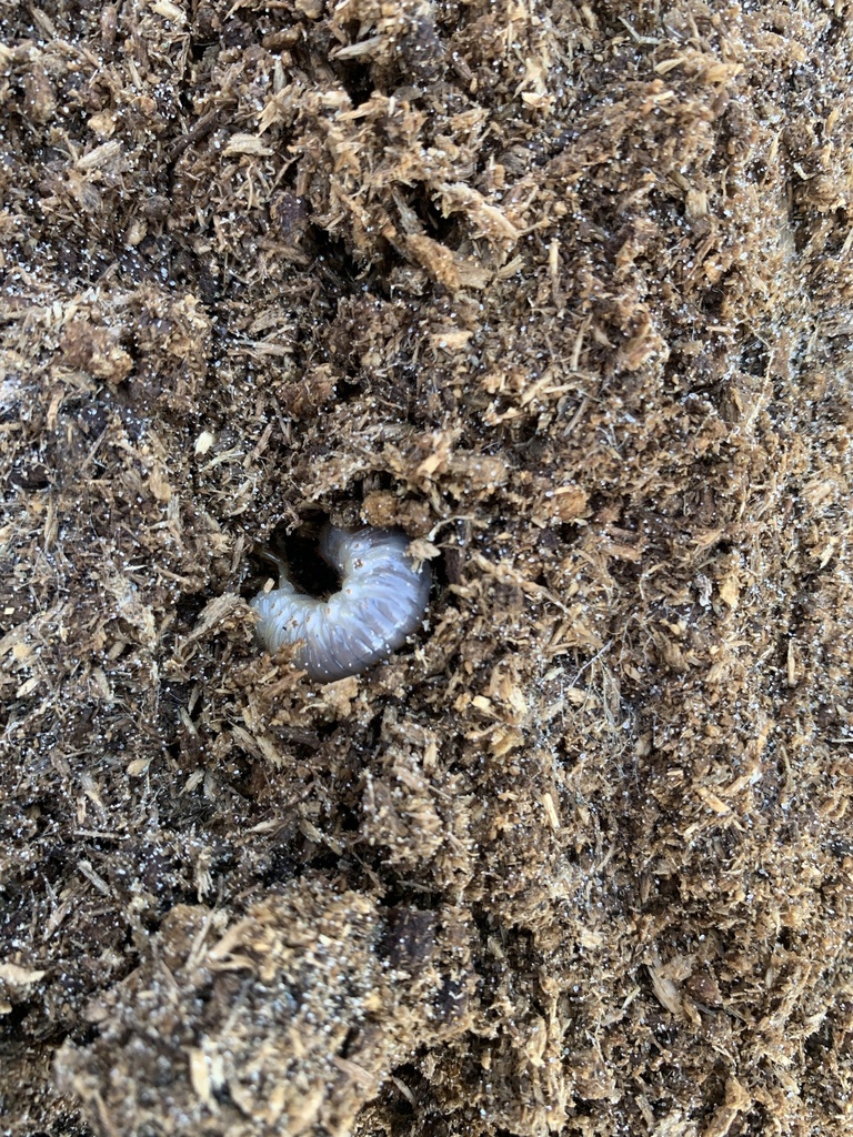 Large Sand Scarab from Ashley Rakahuri Regional Park, Kaiapoi-Woodend ...