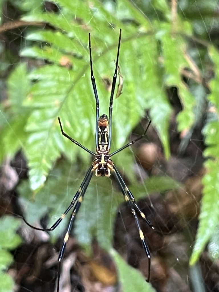 Joro Spider from Hiji, Kunigami, Okinawa, JP on September 7, 2024 at 10 ...