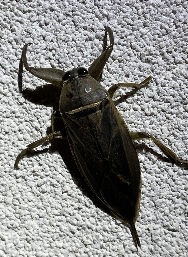 Uhler's Giant Water Bug from Refuge Rd, Sherman, TX, US on September 7 ...