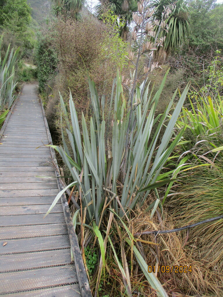 New Zealand flax from Kingston 9793, New Zealand on September 1, 2024 ...