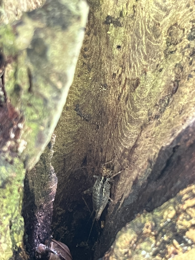 Cardiodactylus guttulus from Yambaru National Park, Kunigami, Okinawa ...