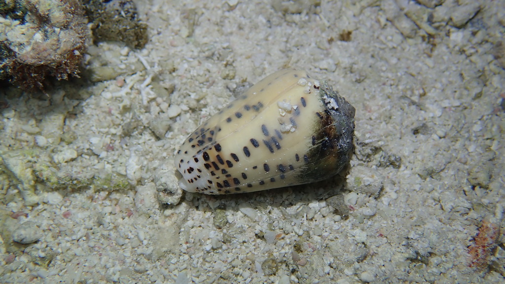 Flea-bitten Cone from Saipan, CNMI on September 8, 2024 at 12:31 AM by ...