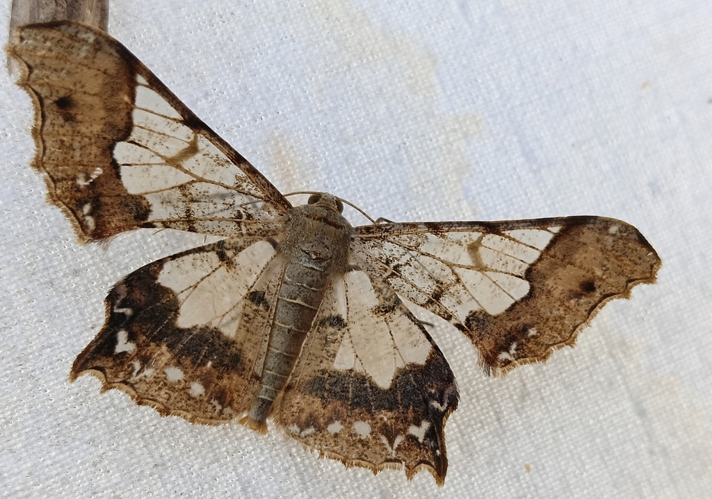 Krananda semihyalina from Palla Khasmahal, West Bengal, India on July ...