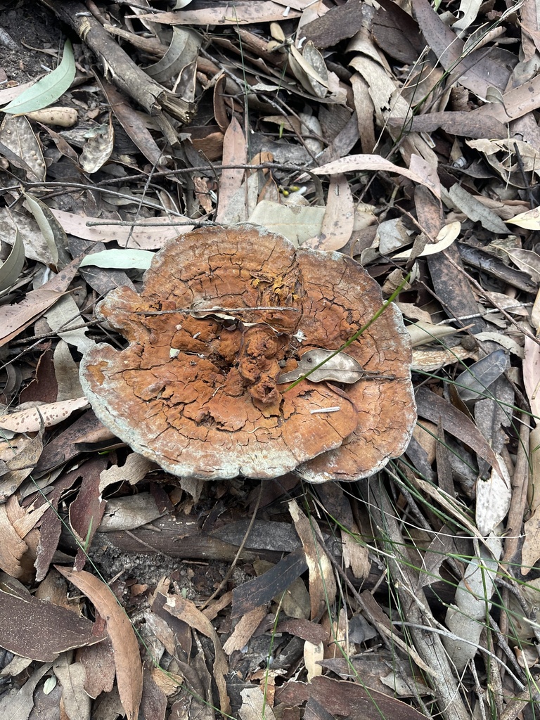red-staining stalked polypore from Pymble, NSW, AU on September 5, 2024 ...