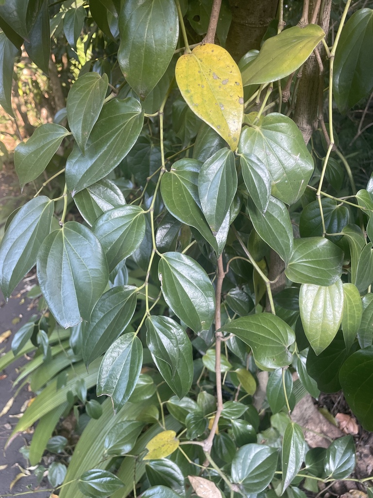 Australian Pepper Vine from Brisbane Botanic Gardens Mount Coot-tha ...