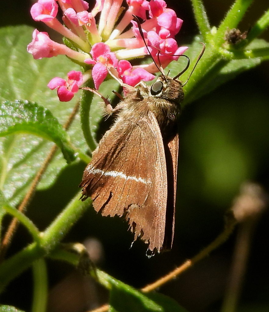 Narrow-banded Awl from Maiala, Mount Glorious Rd, Mount Glorious QLD ...