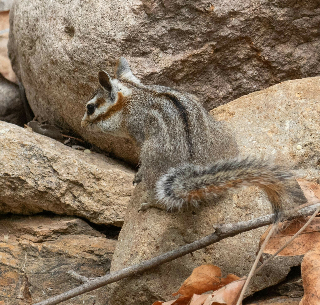 Cliff Chipmunk from Cochise County, AZ, USA on September 1, 2024 at 09: ...