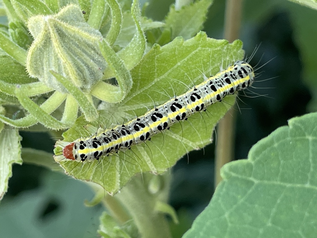 Transverse moth from Honshu, Yokohama, Kanagawa, JP on September 8 ...