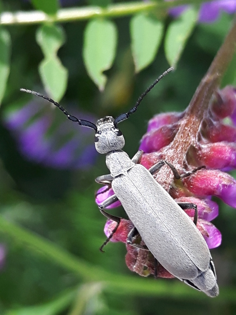 Ashgray blister beetle (Meloid Beetles of the United States) · iNaturalist