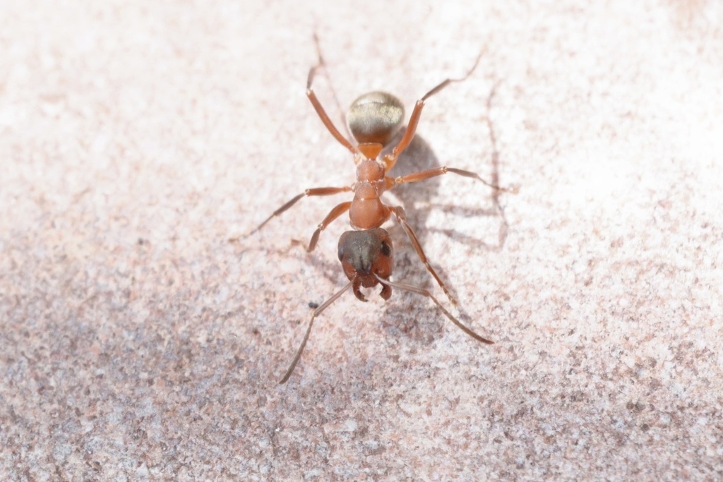 Blood-red Field Ant from 郊区, 阳泉市, 山西省, CN on September 8, 2024 at 04:30 ...