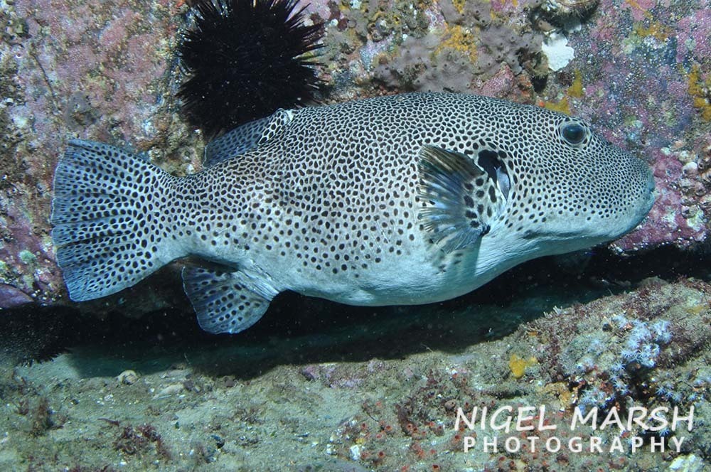 Starry Puffer from New South Wales, Australia on December 22, 2011 at ...