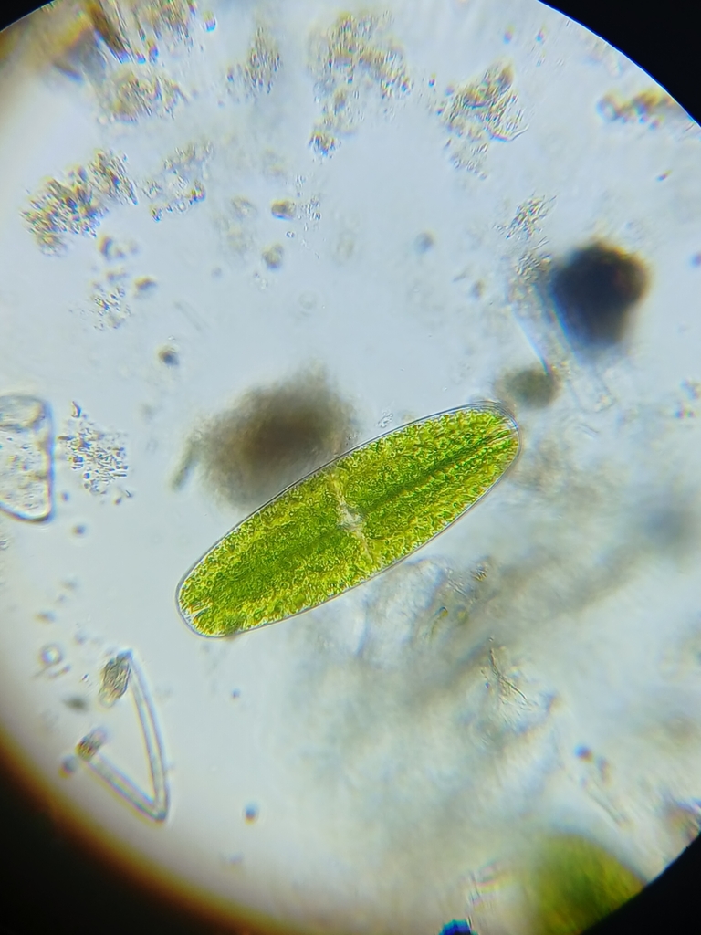 Netrium digitus from Appin PA38 4BQ, UK on September 7, 2024 at 11:34 ...