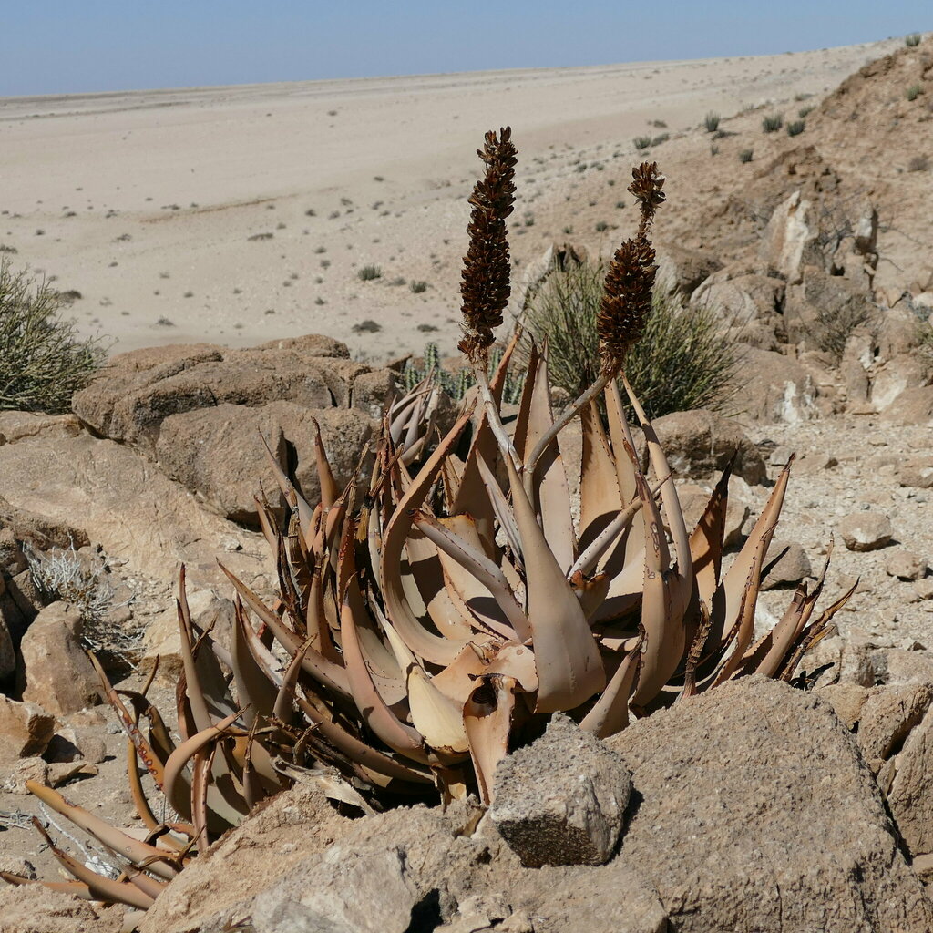 Namib Aloe from Namib desert near Mt Husab, Erongo, Namibia on August ...