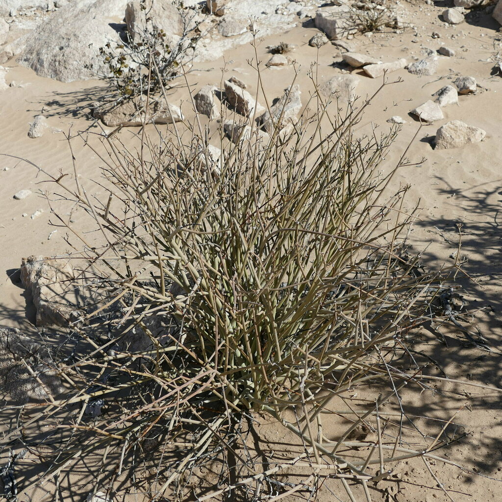 Euphorbia giessii from Namib desert near Mt Husab, Erongo, Namibia on ...