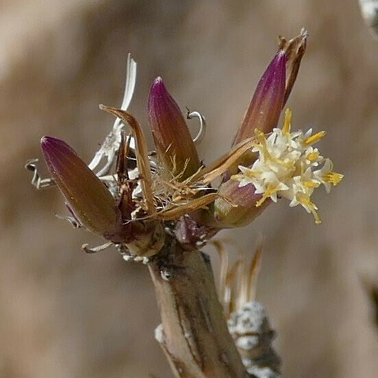paintbrush flower from Namib desert near Mt Husab, Erongo, Namibia on ...