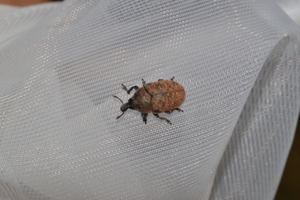 Blunt Knapweed Flower Weevil from 06620 Gréolières, France on July 24 ...