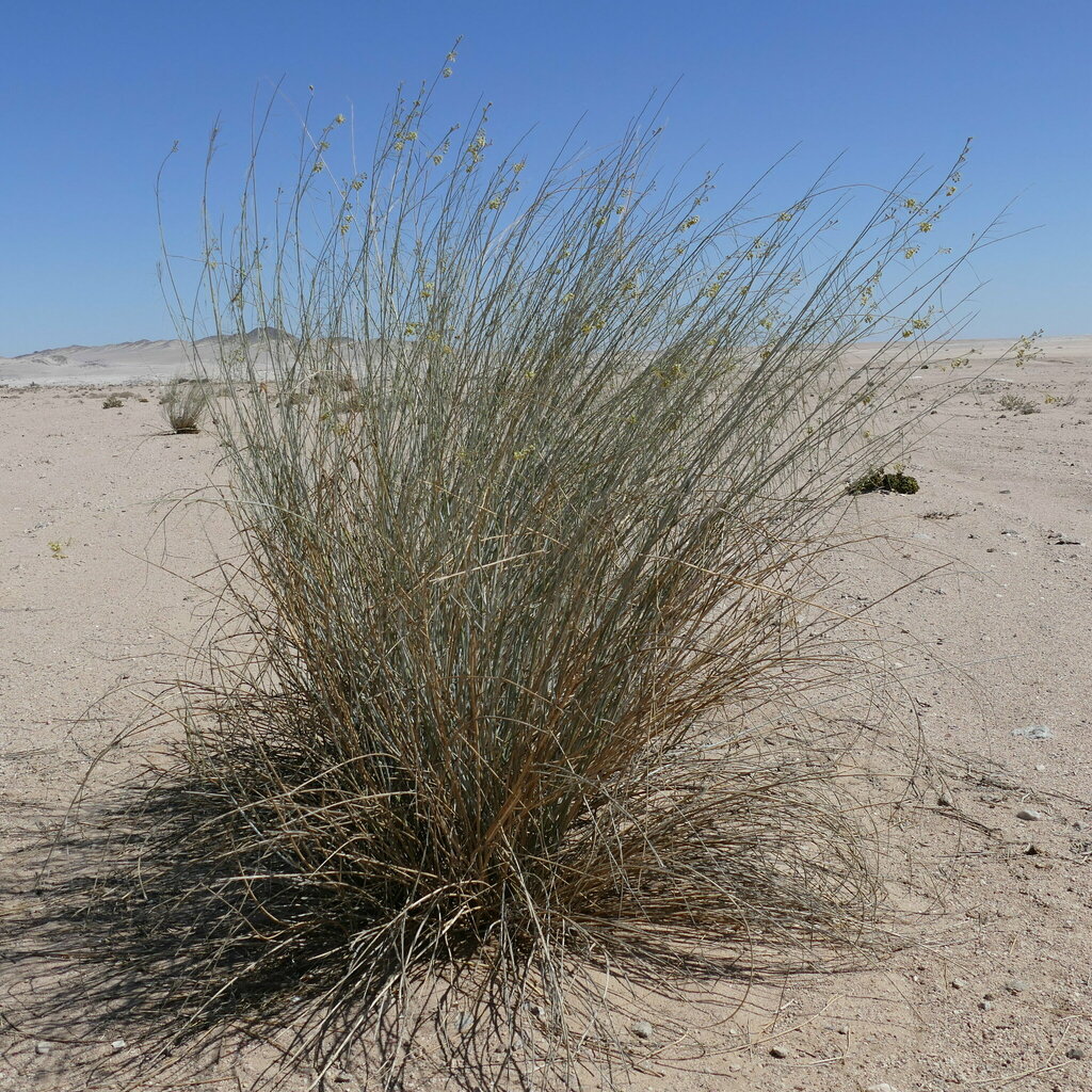 Desert Broom Milkbush from Namib desert near Mt Husab, Erongo, Namibia ...