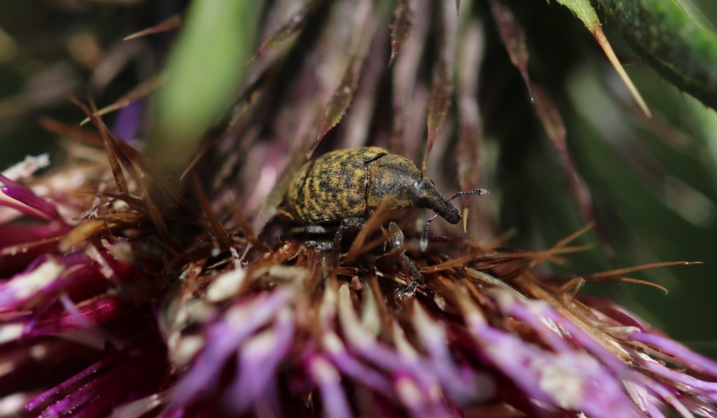 Turbine Cylindrical Weevil from Vitoria-Gasteiz, Zona Rural Este, Álava ...