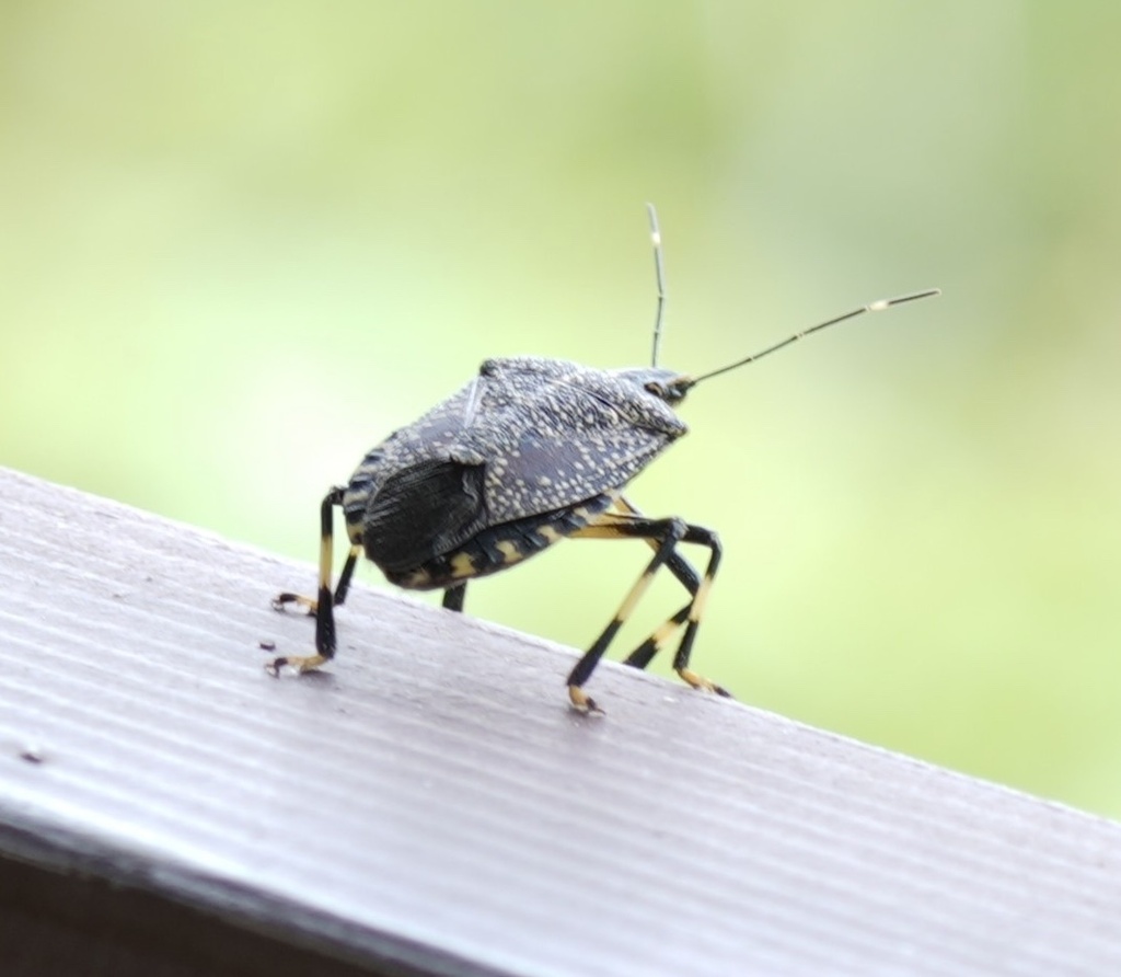 Yellow-spotted Stink Bug from 福州国家森林公园, 福州市, 福建省, CN on March 23, 2024 ...