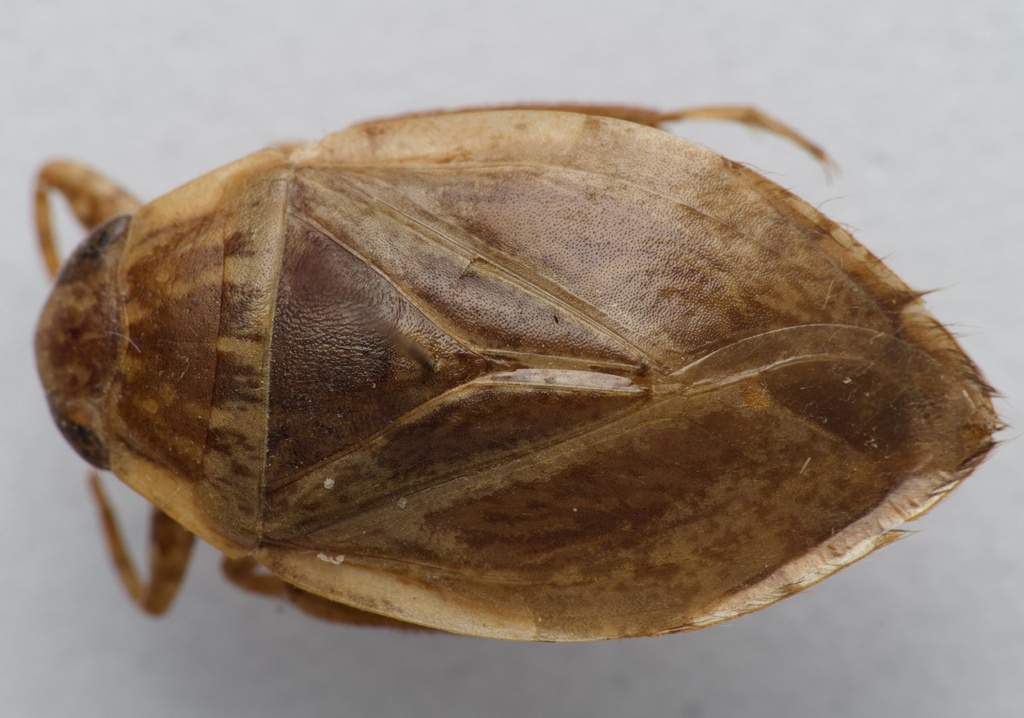 Diplonychus from 鮑思高青年村機構, 路環, MO on July 4, 2020 at 07:30 PM by Miles ...