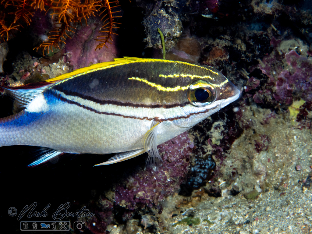 Bridled Monocle Bream from Ligaya, Mabini, Batangas, Philippines on ...