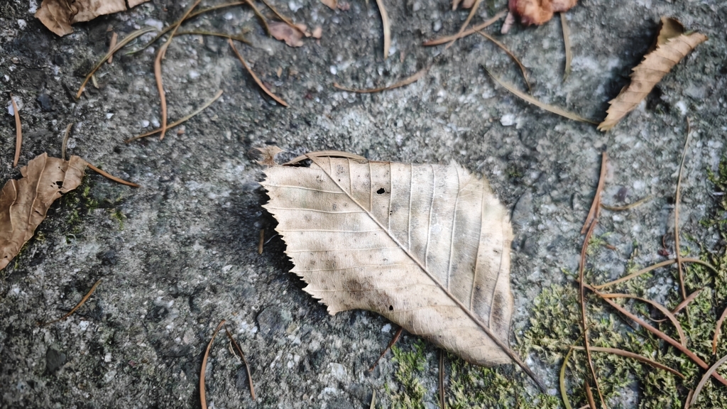 Carpinus putoensis in September 2024 by 李博恒 · iNaturalist