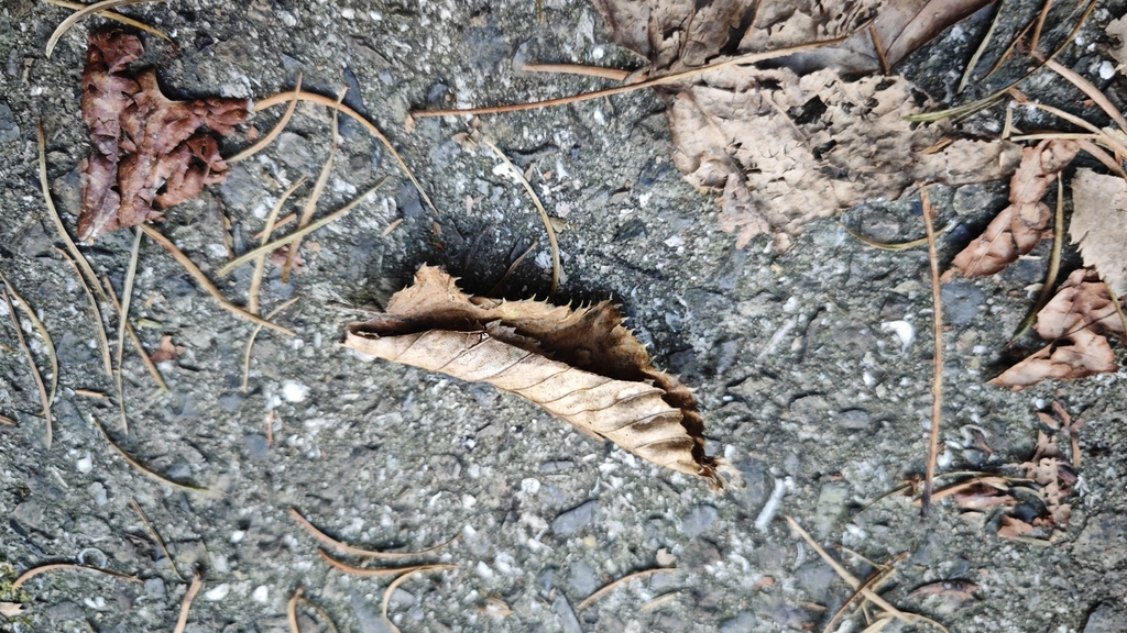 Carpinus putoensis in September 2024 by 李博恒 · iNaturalist