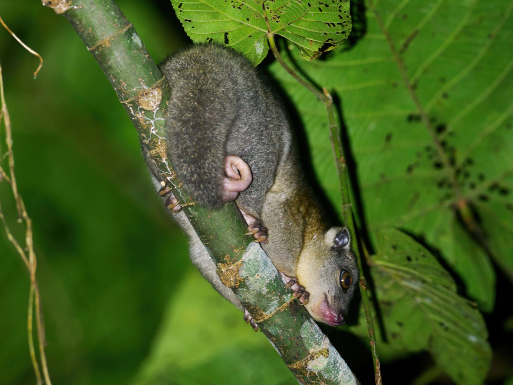 Ornate Cuscus from East Halmahera Regency, North Maluku, Indonesia on ...