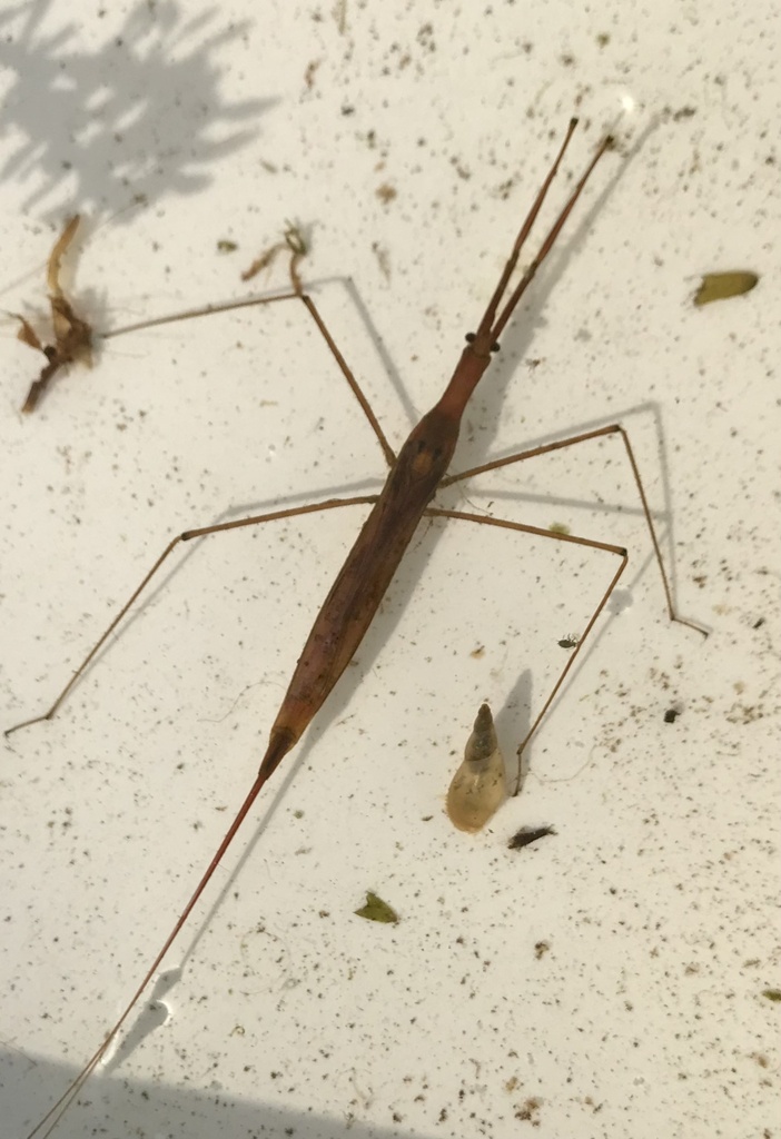 Eurasian Water Stick Insect from Tørskindvej, Randbøl, DK-83, DK on ...