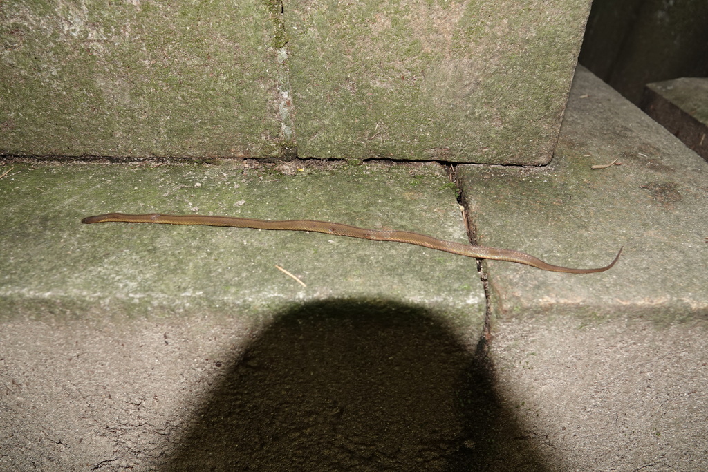 Peters' Odd-scaled Snake from Honshu, Kyoto, Kyoto, JP on September 7 ...