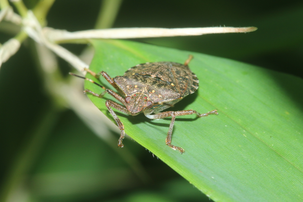 Brown Marmorated Stink Bug from Higashiyama-ku, Kyōto, Präfektur Kyōto ...