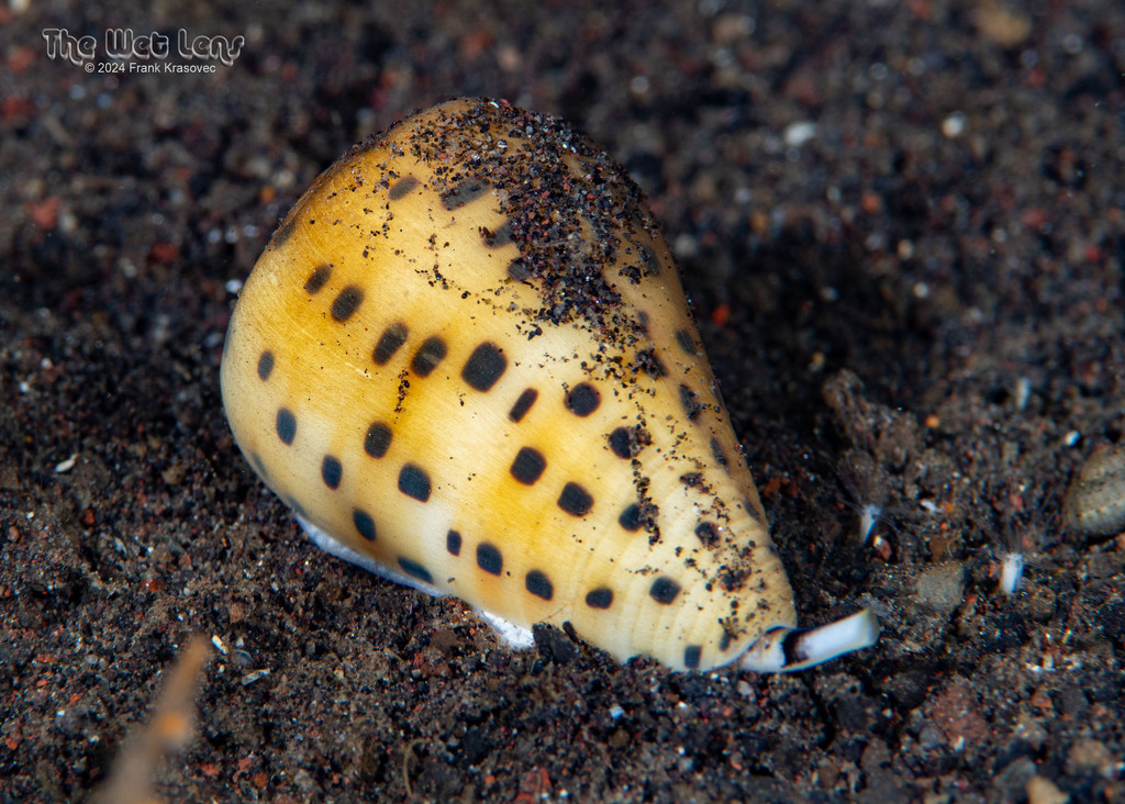 Ivory Cone from Karang Asem, Bali, Indonesia on April 23, 2024 at 11:26 ...
