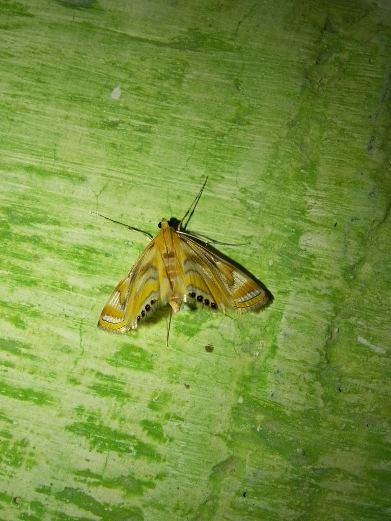 China-mark Moths from Nainital, IN-UT, IN on September 7, 2024 at 08:59 ...