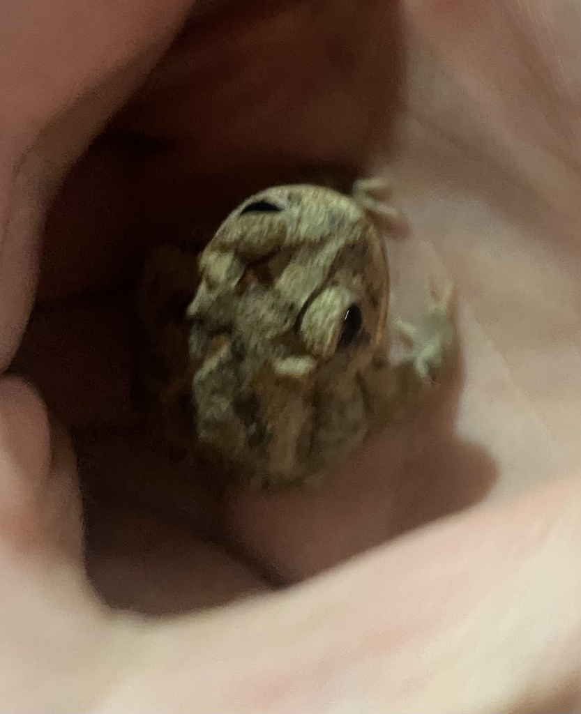 Gulf Coast Toad from Whitmore St, Fort Worth, TX, US on August 2, 2024 ...