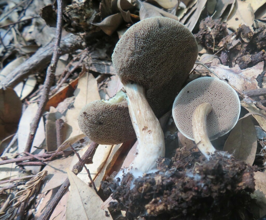 Porphyrellus fumosipes from 日本、〒243-0305 神奈川県愛甲郡愛川町八菅山 on September 8 ...