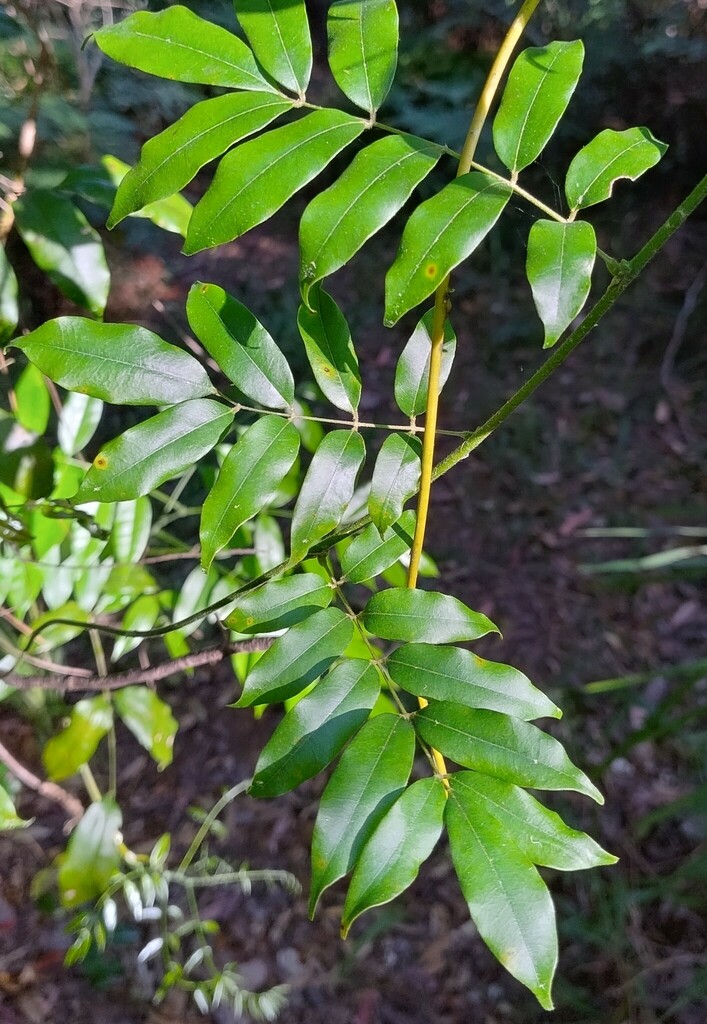 Native Wisteria in September 2024 by R.M. Large vine near creek.Flaky ...